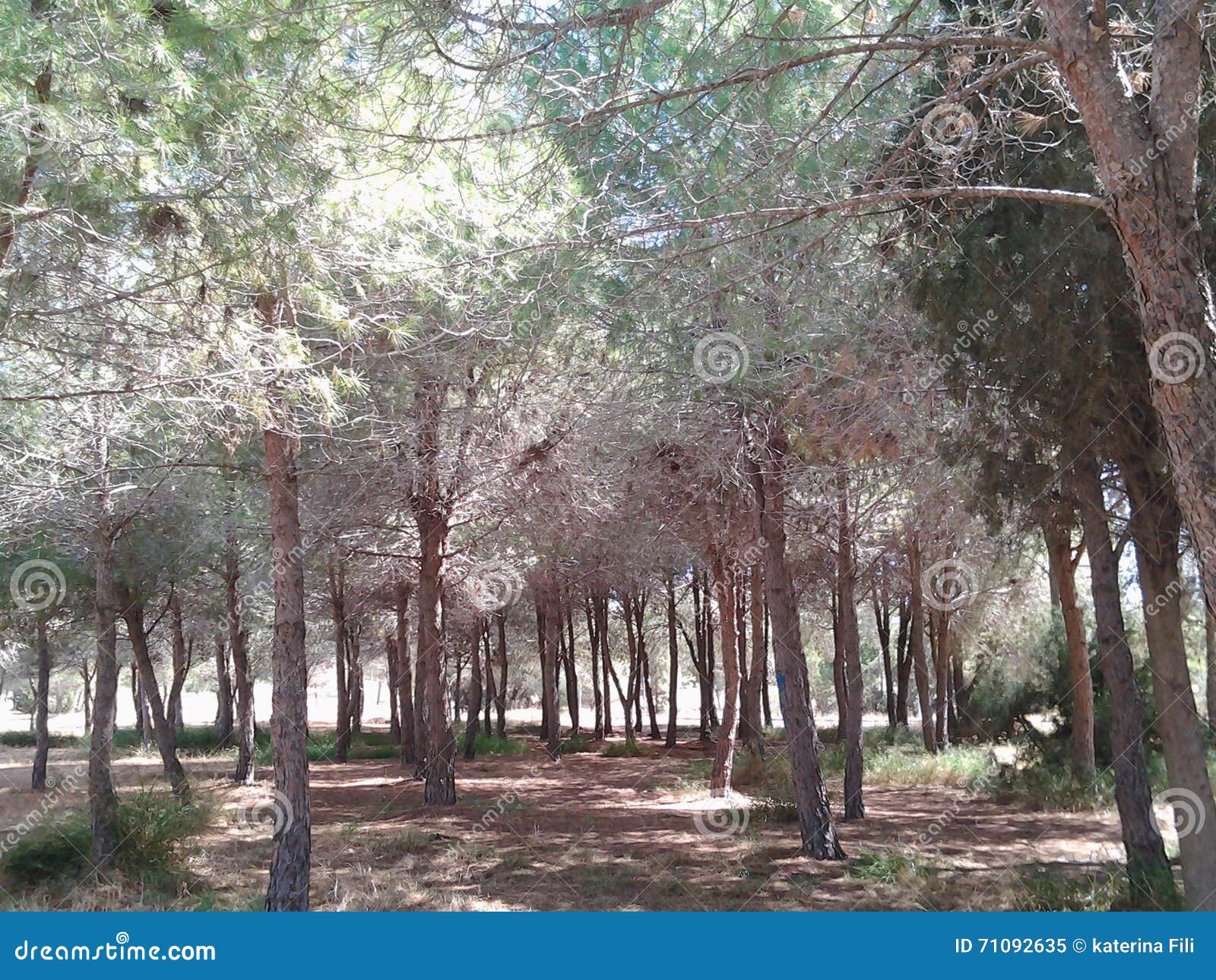 Trees Forest Nature Peace Balance Walking Birds Stock Image - Image of ...