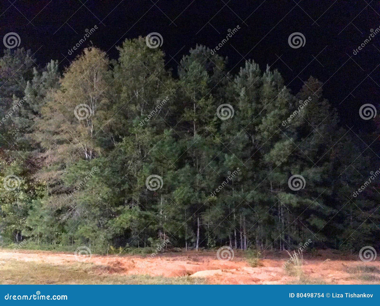 Trees in forest at night stock photo. Image of grassland - 80498754
