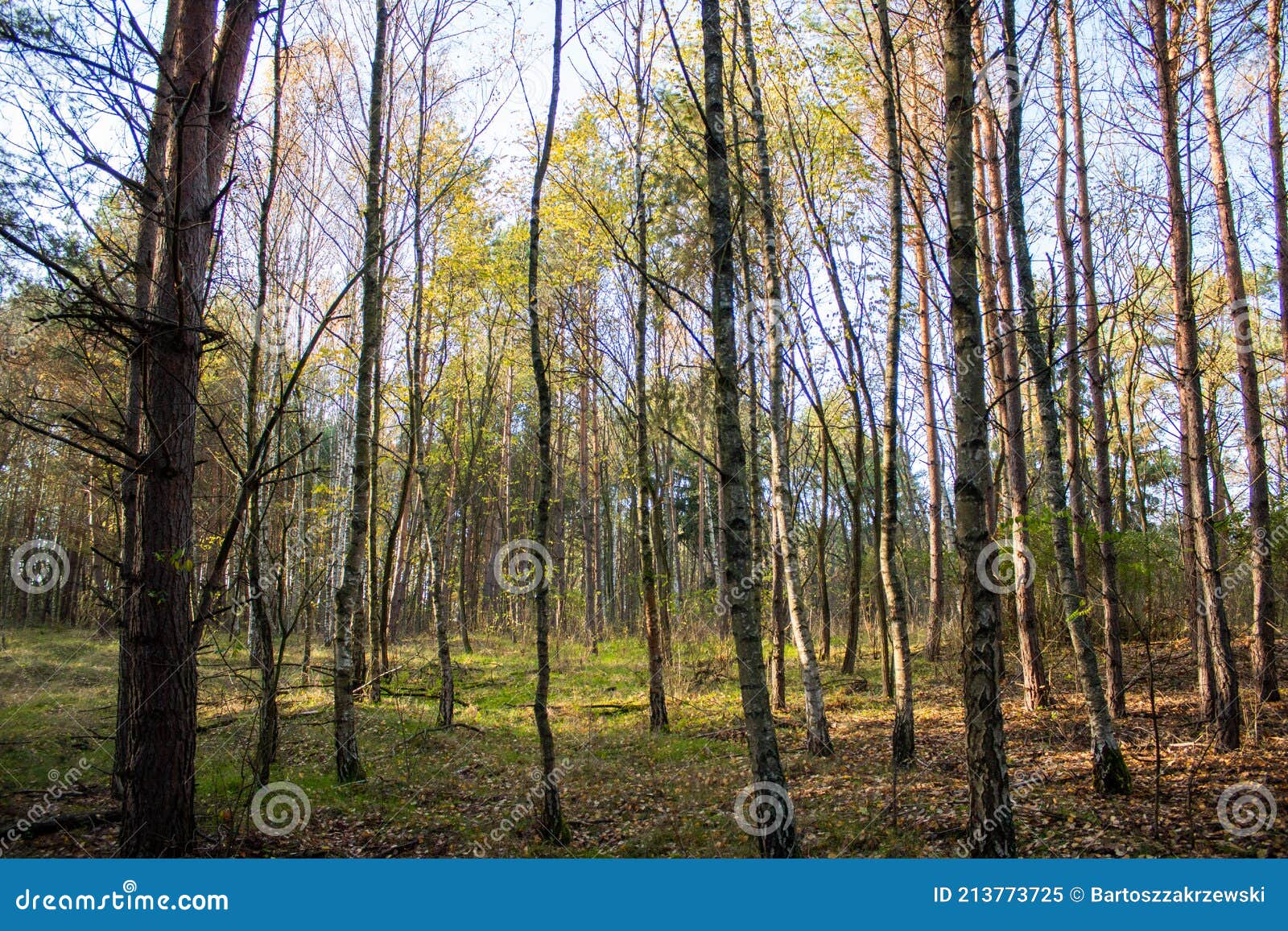 Trees in the Forest at Noon Stock Image - Image of environment, color ...