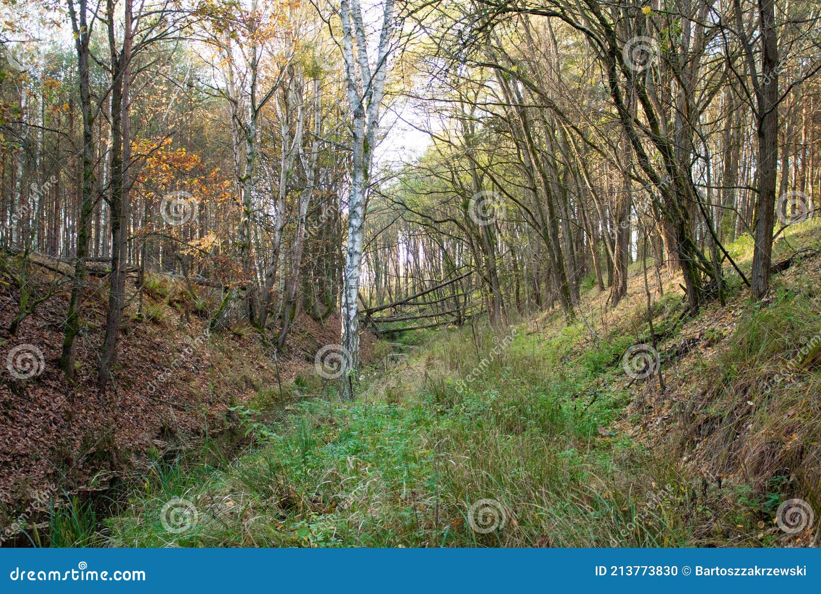 Trees in the Forest at Noon Stock Photo - Image of outdoor, plant ...