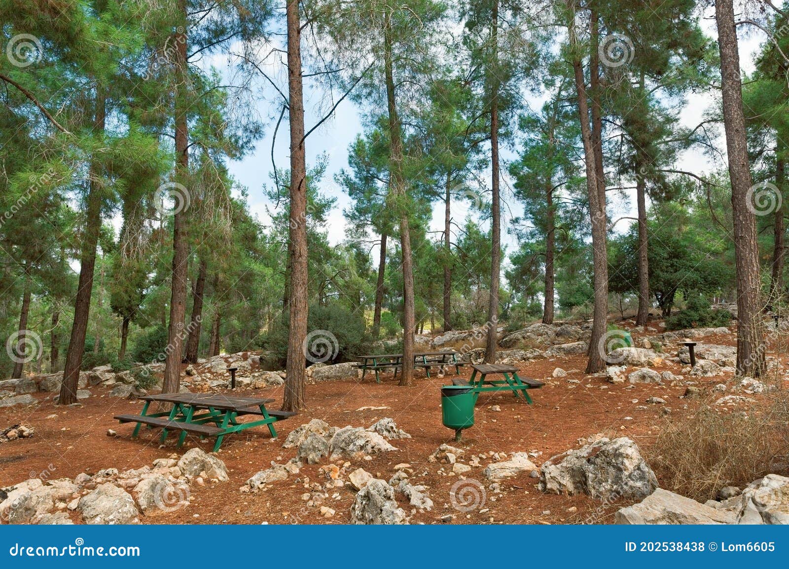 Trees in the Forest in Northern Israel Stock Photo - Image of glade ...