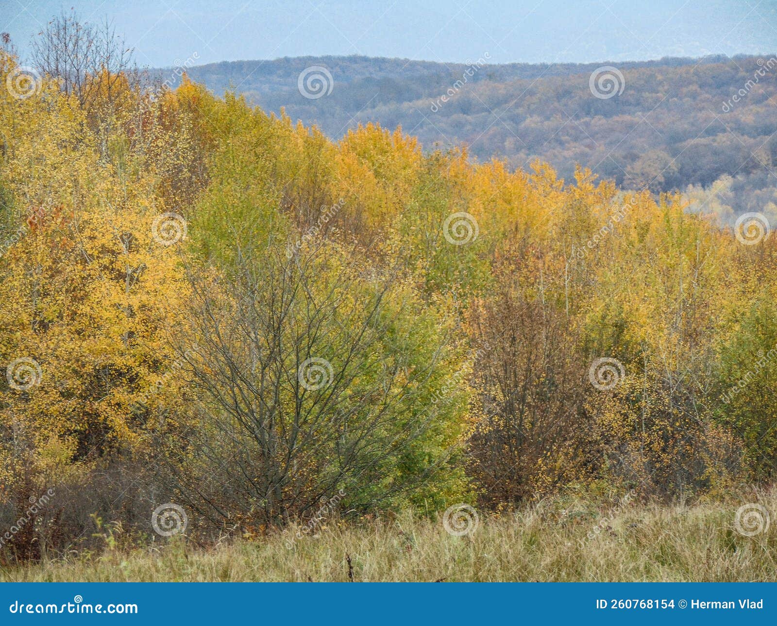 Trees in the Forest in Novermber in Maramures County, Romania Stock ...