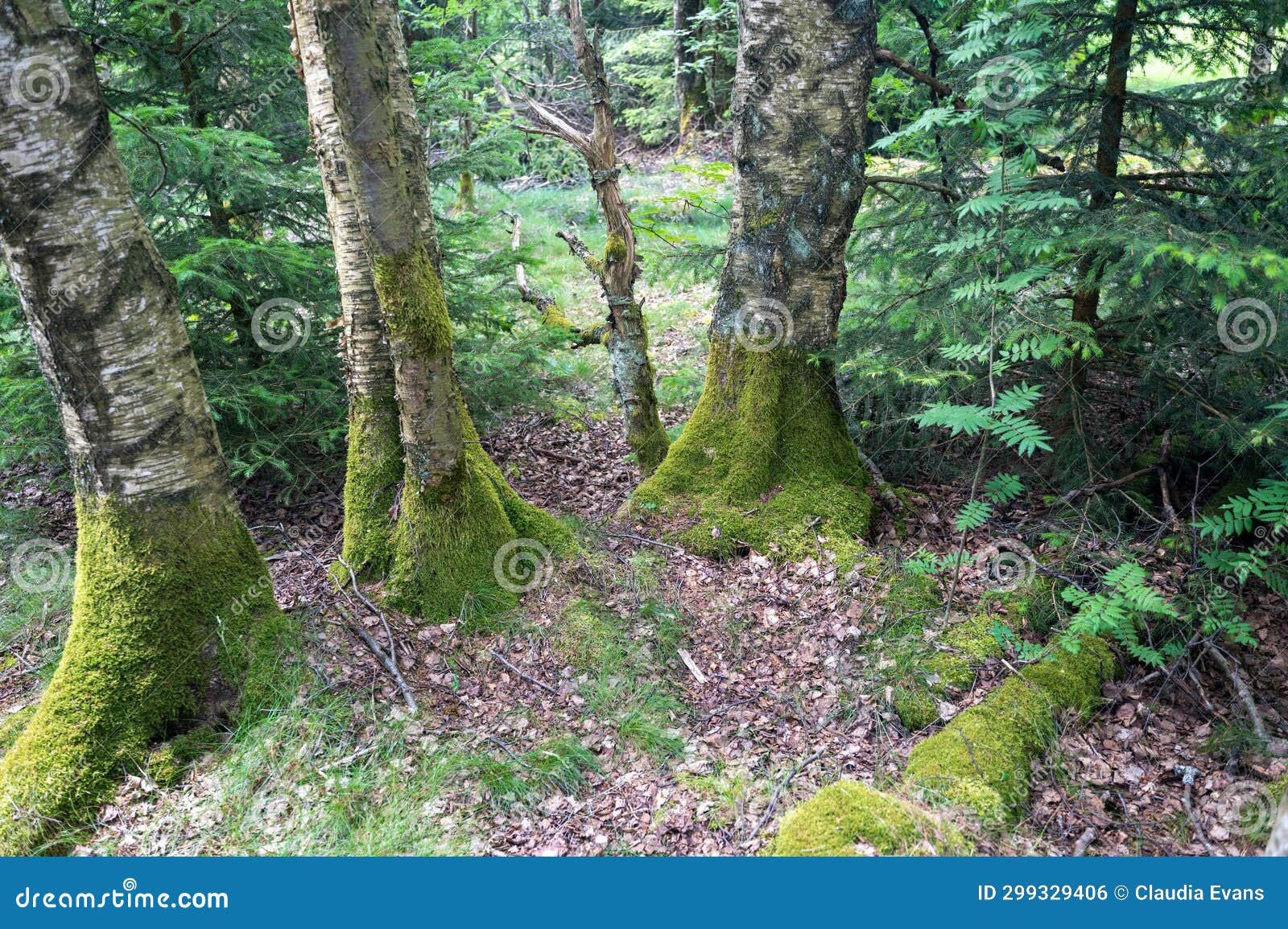 Trees in the Forest Overgrown with Moss Stock Photo - Image of germany ...