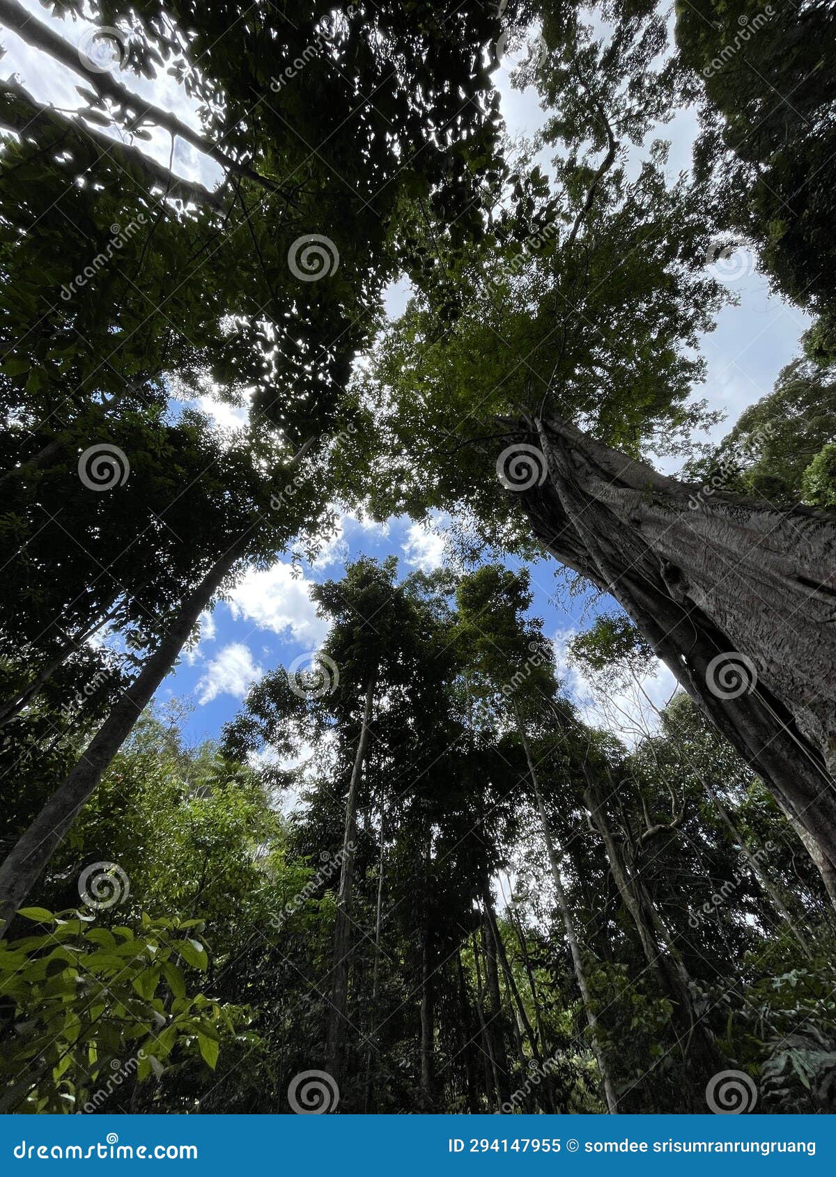 Trees in the Forest, Photographed Using an Upward Perspective. Stock ...