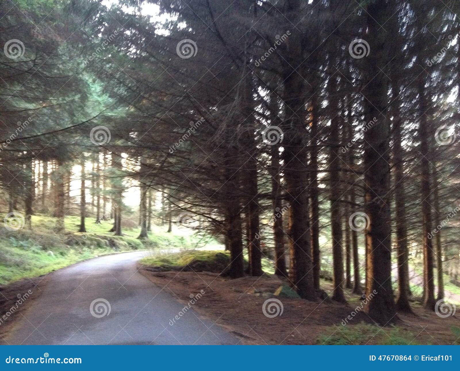Trees in Forest stock photo. Image of sunlight, view - 47670864