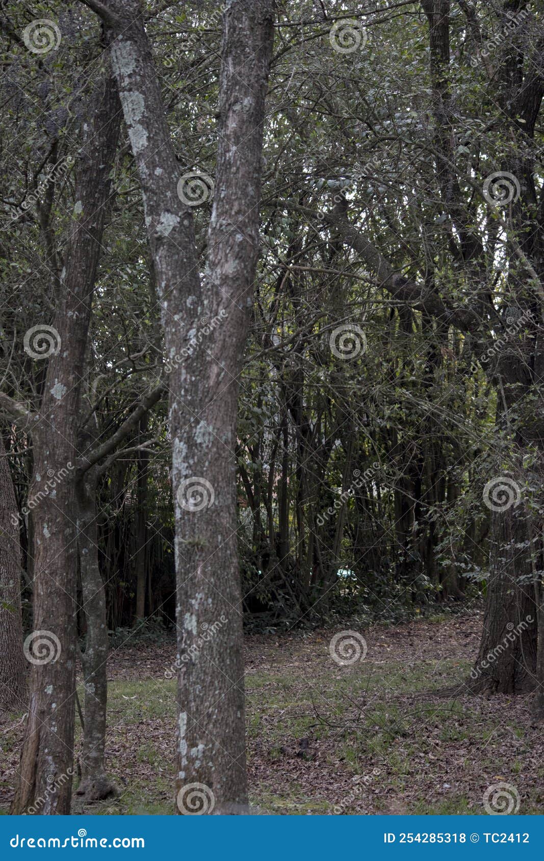 Trees in the forest. Pines stock photo. Image of forest - 254285318