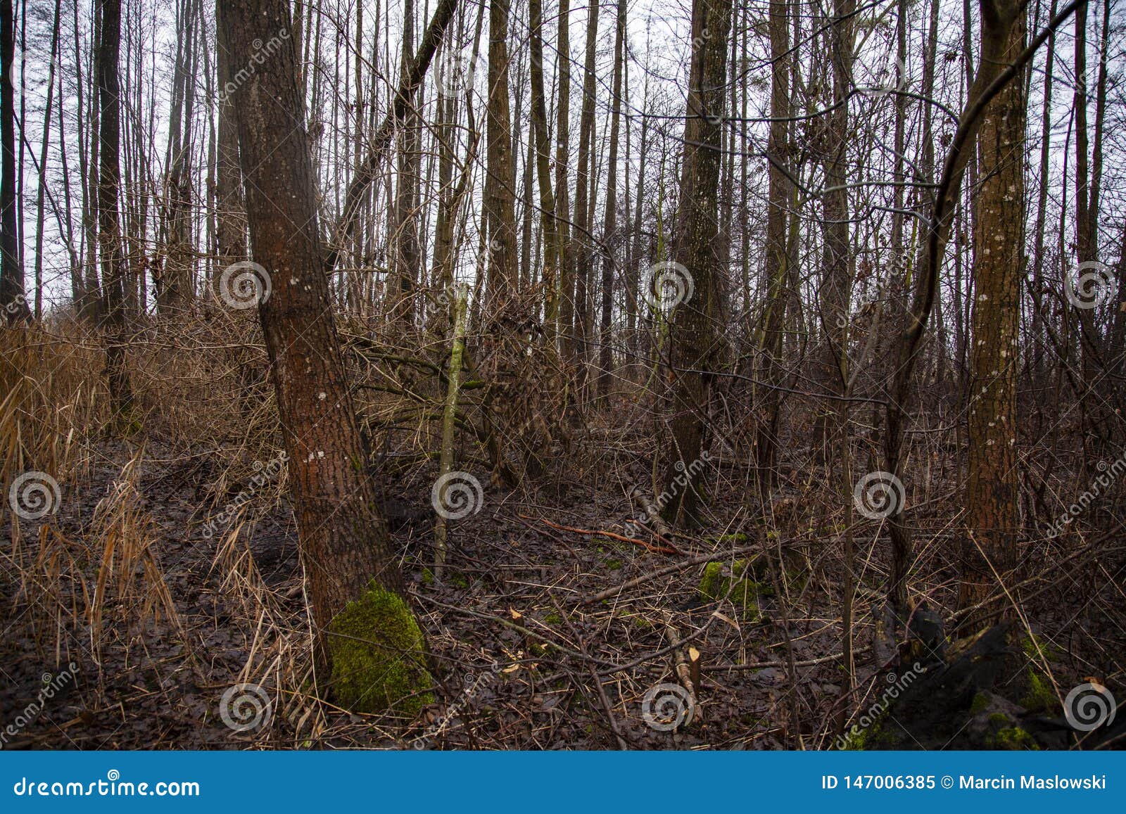 Trees in the Forest during the Rainy Season, Closeup Stock Image ...