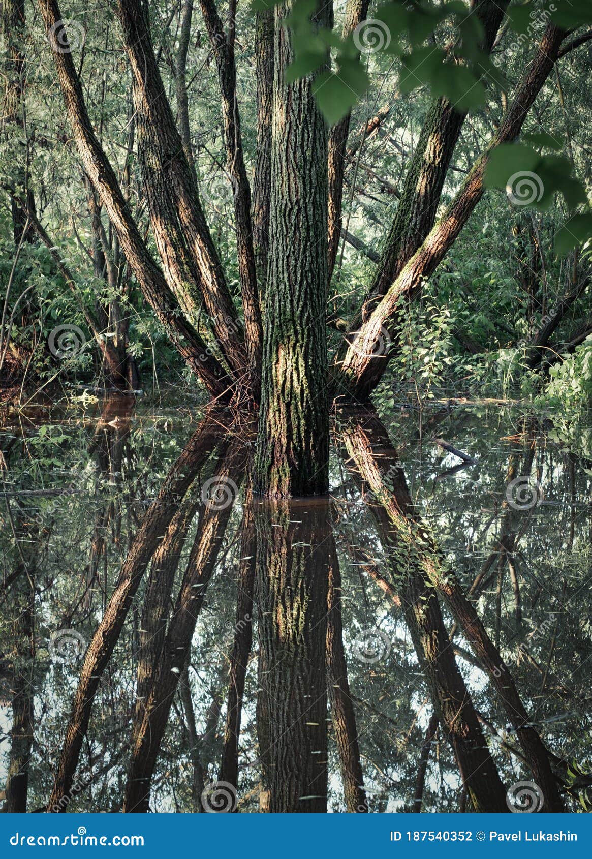 Trees in the Forest are Reflected in the Water Stock Photo - Image of ...