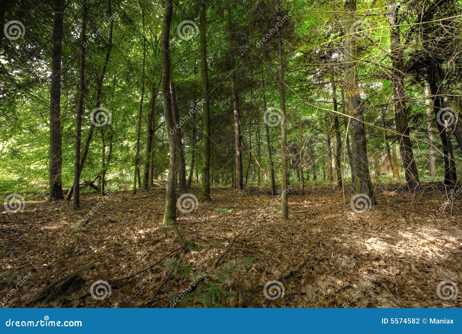 Trees in forest scene stock photo. Image of greenery, outdoor - 5574582