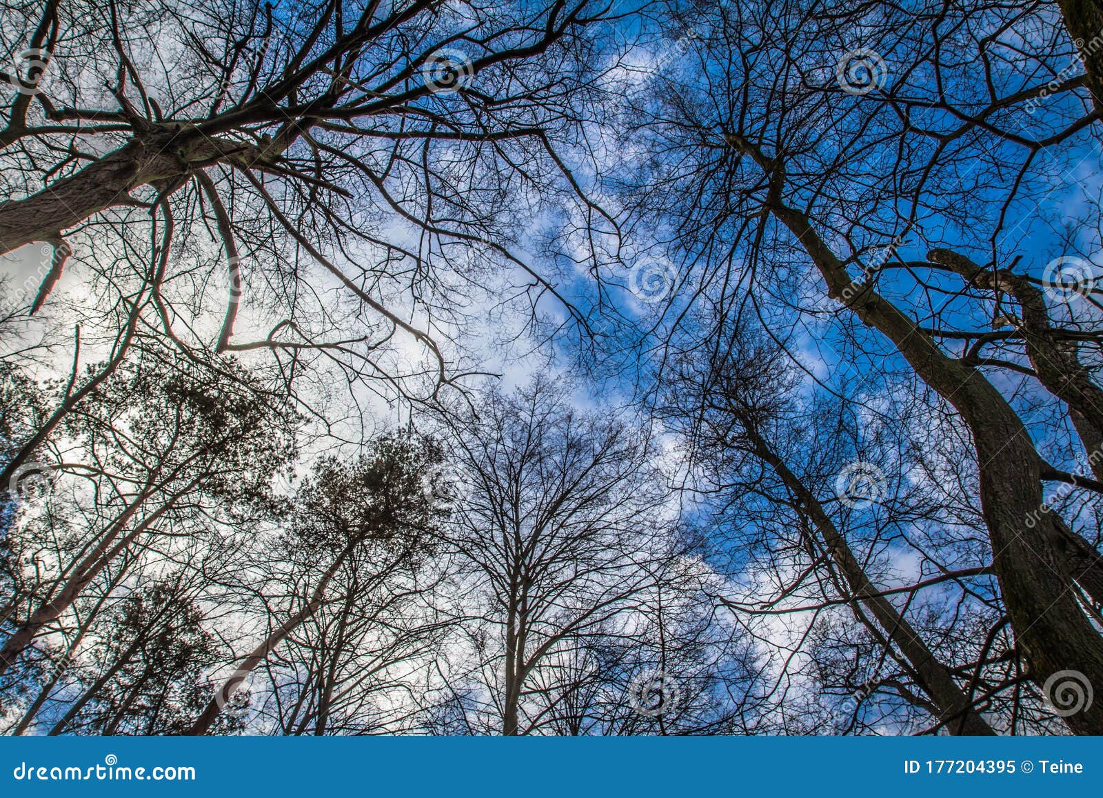 Trees in a Forest Seen Upwards Stock Image - Image of outdoors, winter ...