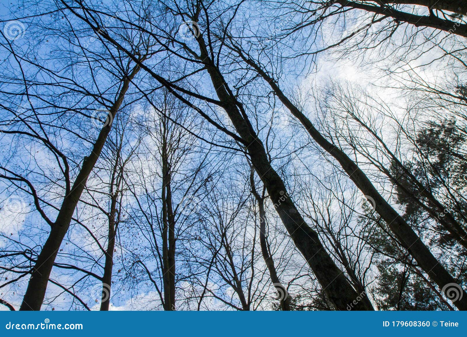Trees in a Forest Seen Upwards Stock Photo - Image of flora ...
