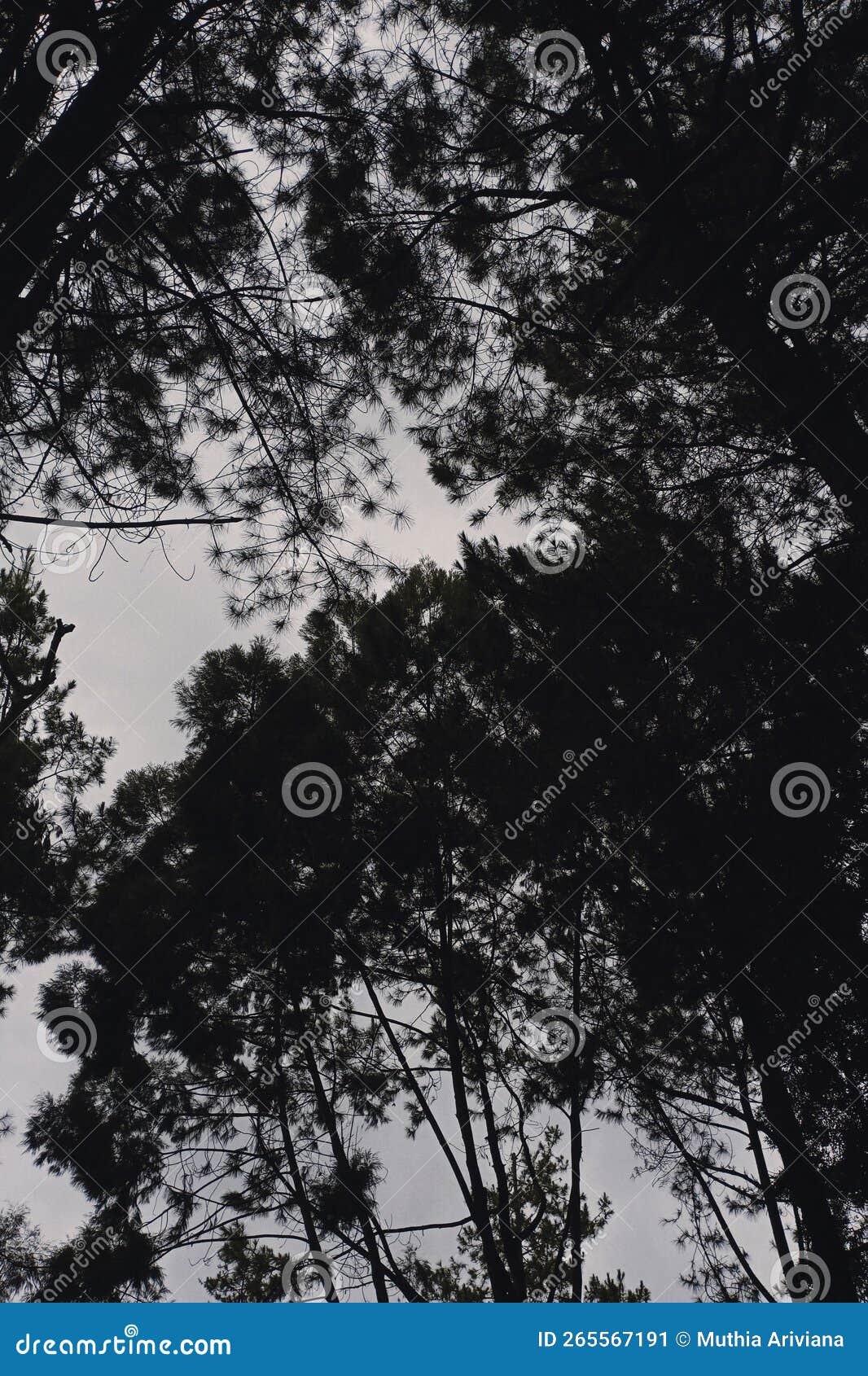The Trees in the Forest are Shady with Cloudy Weather Stock Image ...