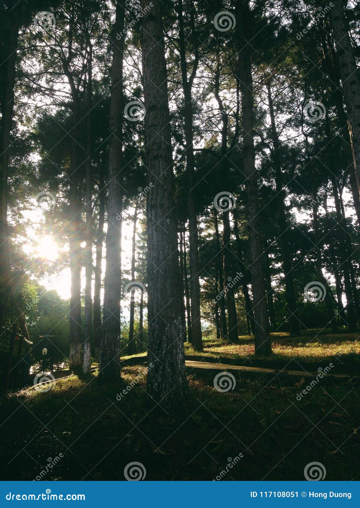 Vietnamese stock image. Image of vietnamese, trees, forest - 117108051