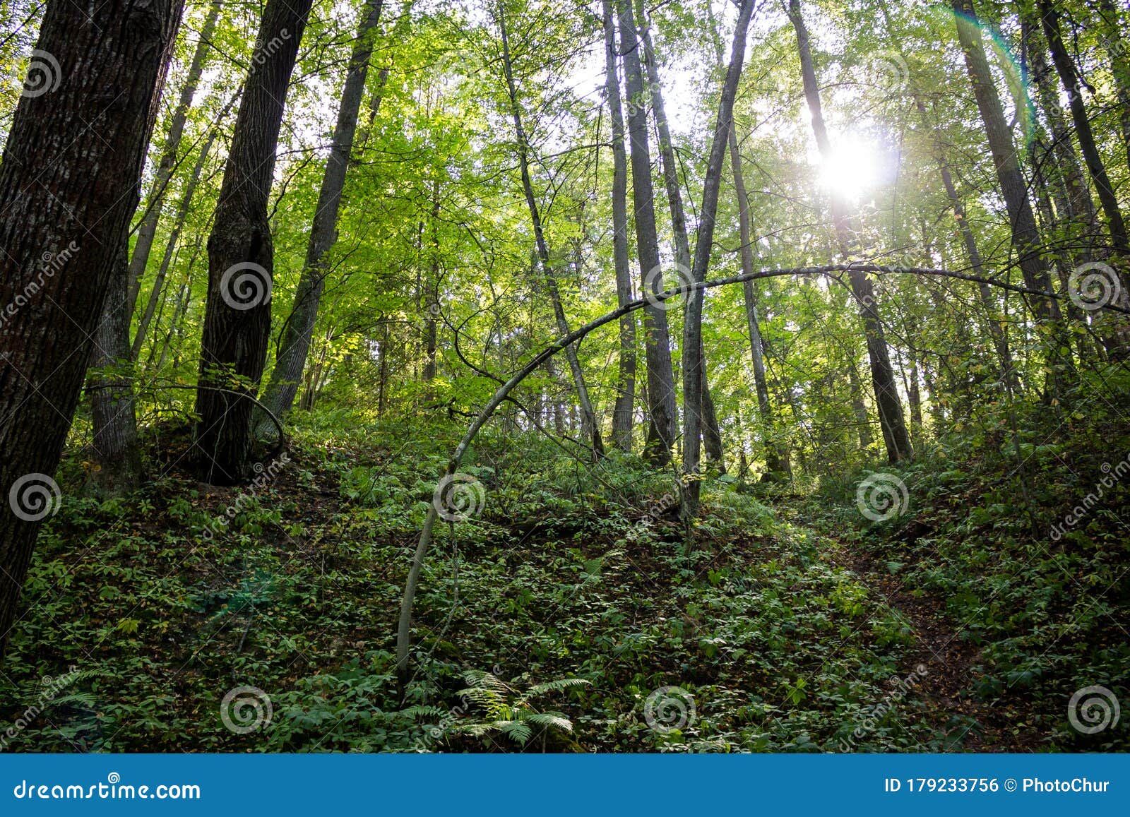 Trees in the Forest on the Slope of the Ravine Stock Photo - Image of ...