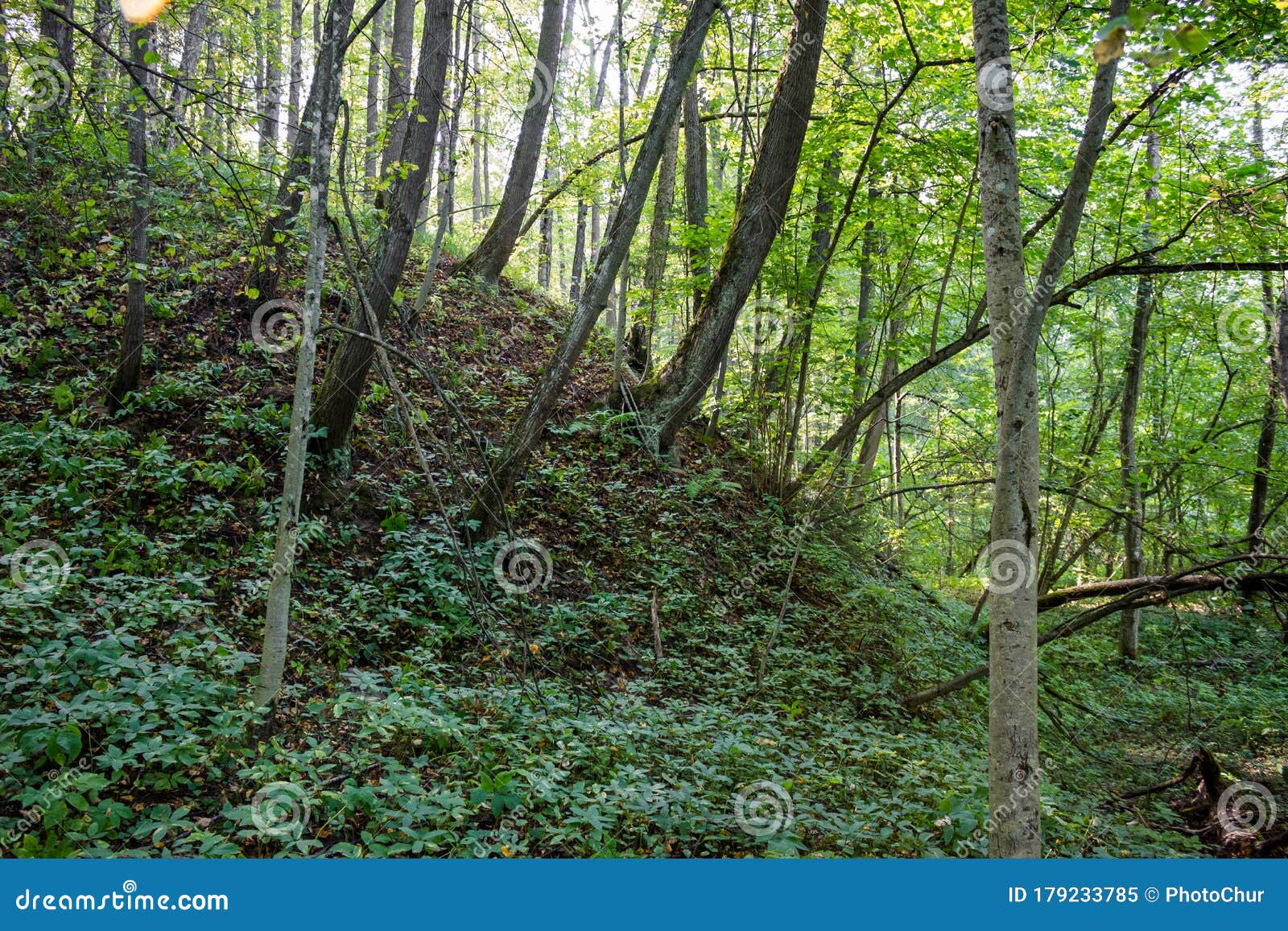 Trees in the Forest on the Slope of the Ravine Stock Image - Image of ...