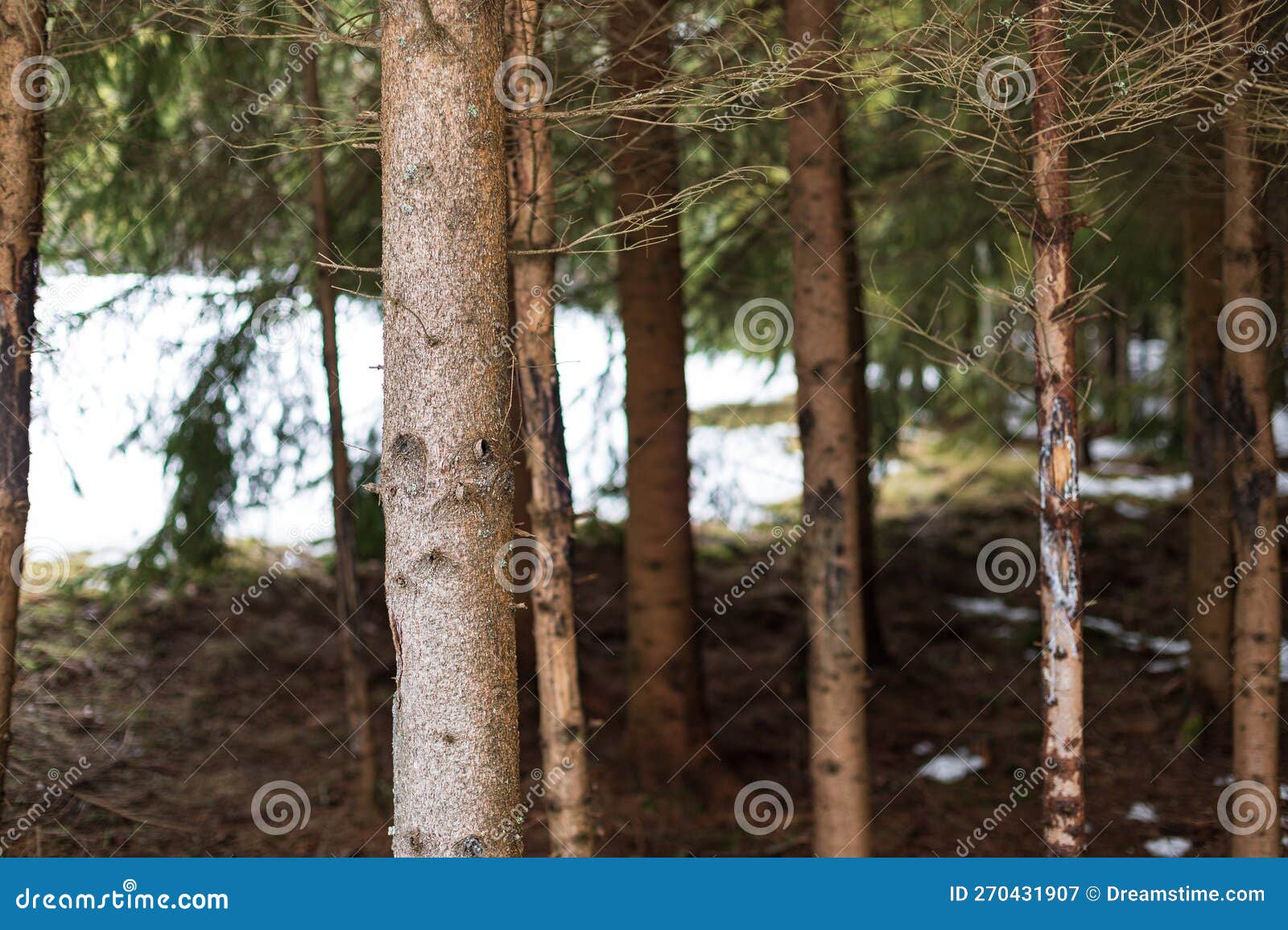 Forest Trees with Snow in Spring Park Wild Nature Stock Image - Image ...