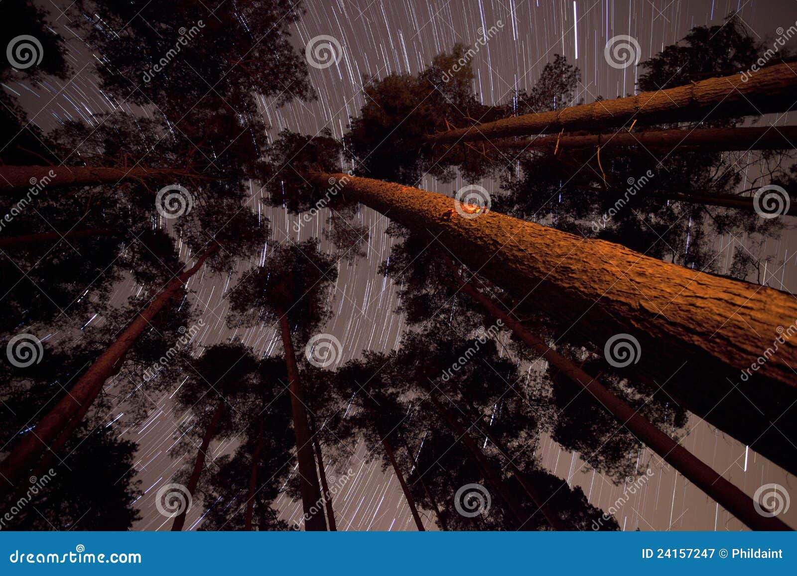 Trees in a Forest with Star Trails Stock Image - Image of dark, milky ...