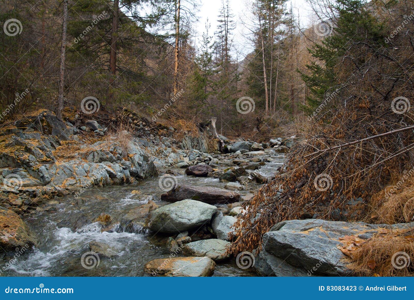 Trees on the Forest Stream in the Taiga Stock Image - Image of outdoors ...