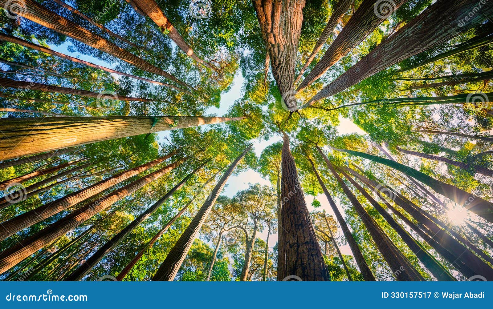 Trees in the Forest with Sun Rays Stock Image - Image of landscape ...