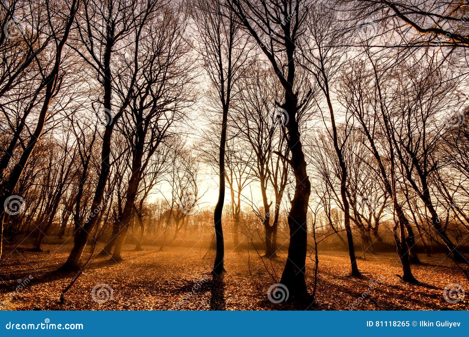 Trees forest sunset stock image. Image of leaf, background - 81118265