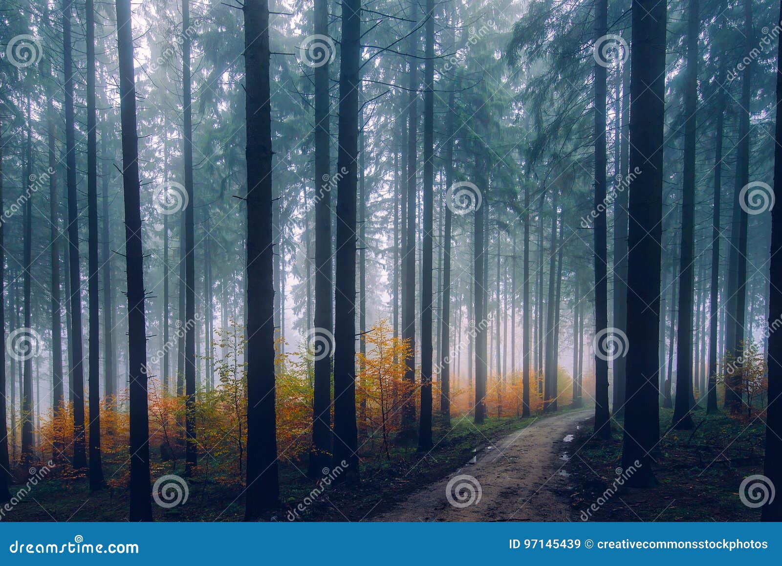 Trees In Forest During Sunset Picture. Image: 97145439