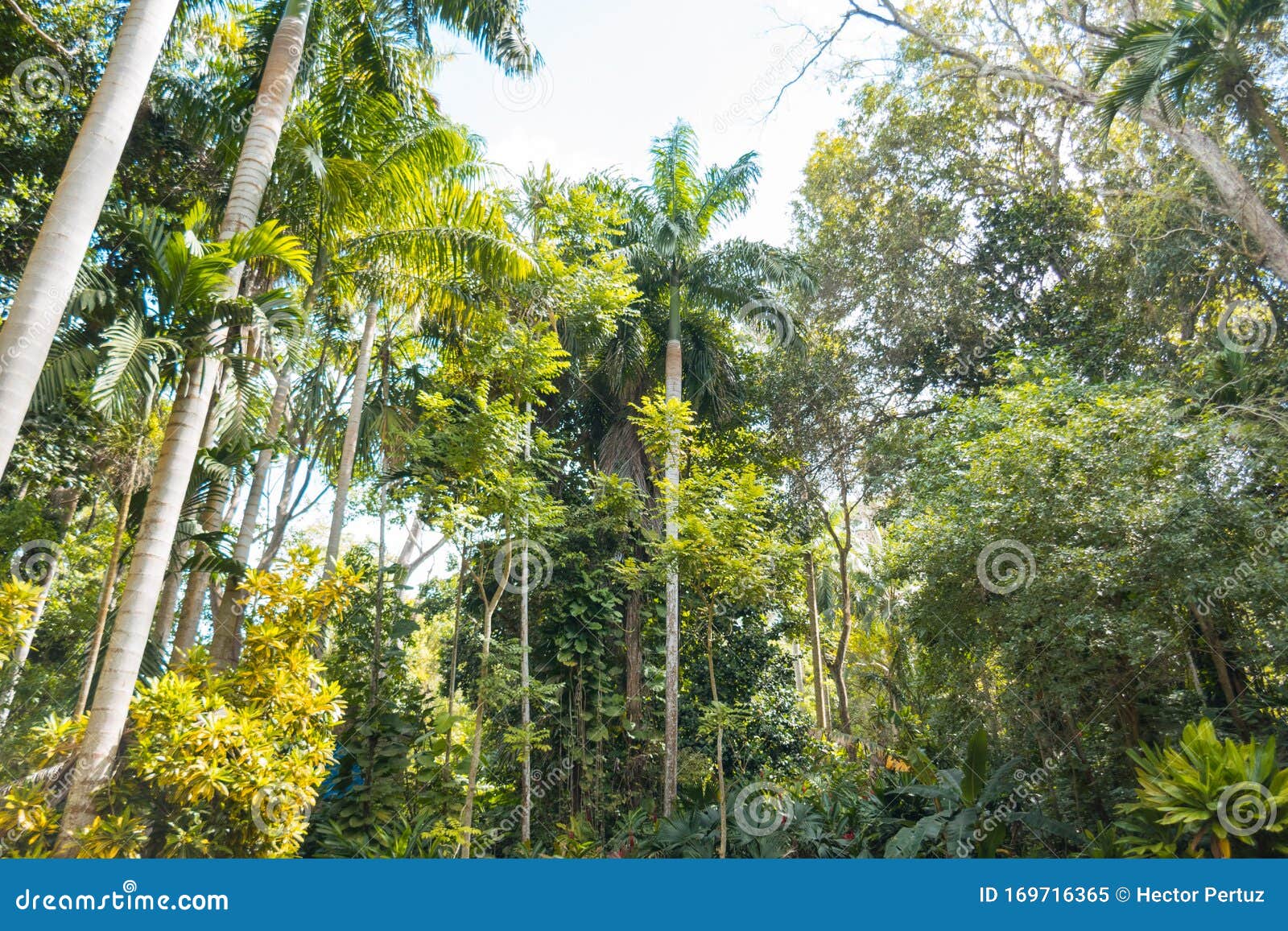 Trees in the Forest. Texture of the Treetops Stock Image - Image of ...
