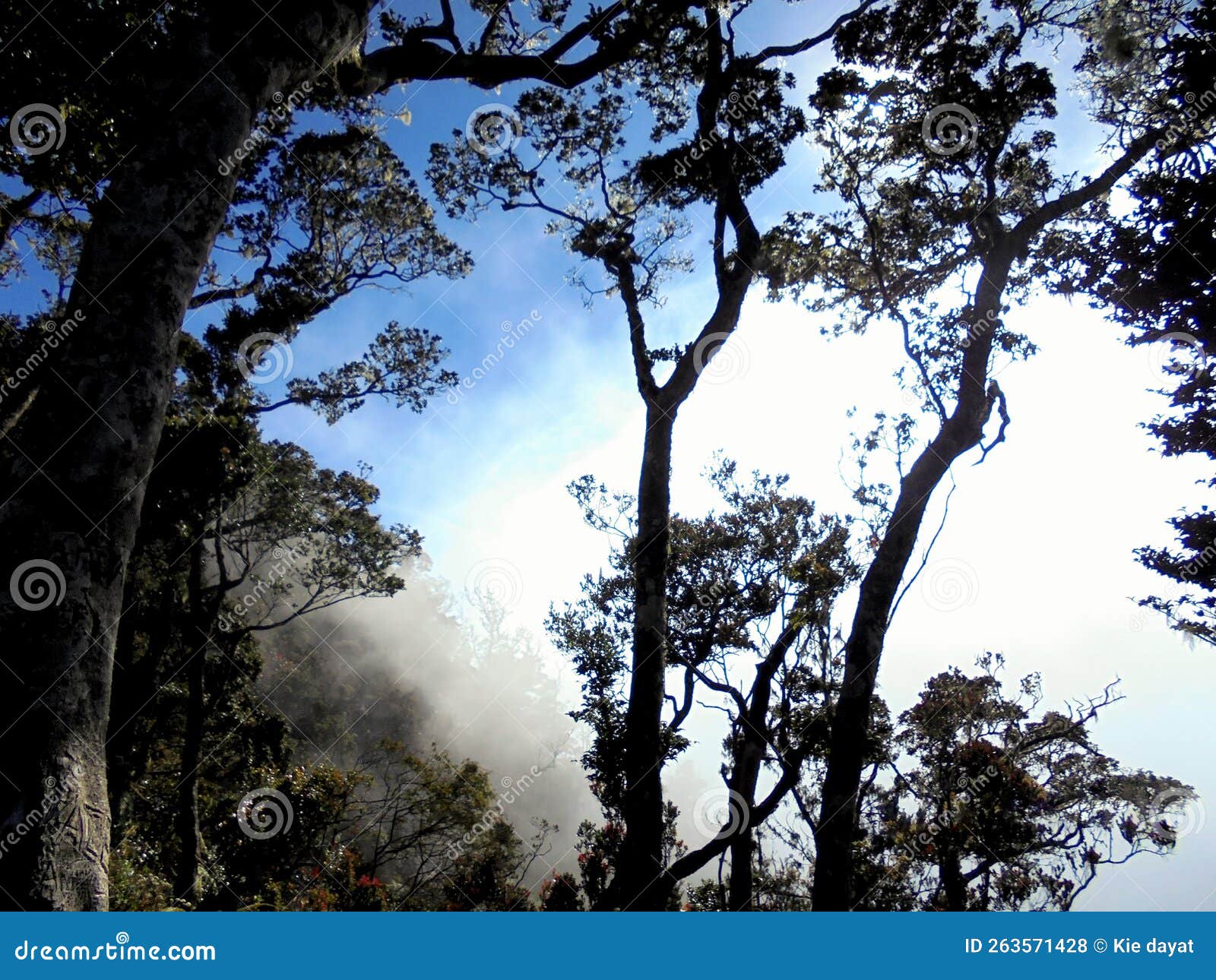 Trees in Forest with Thick Fog from Mountainside Stock Photo - Image of ...