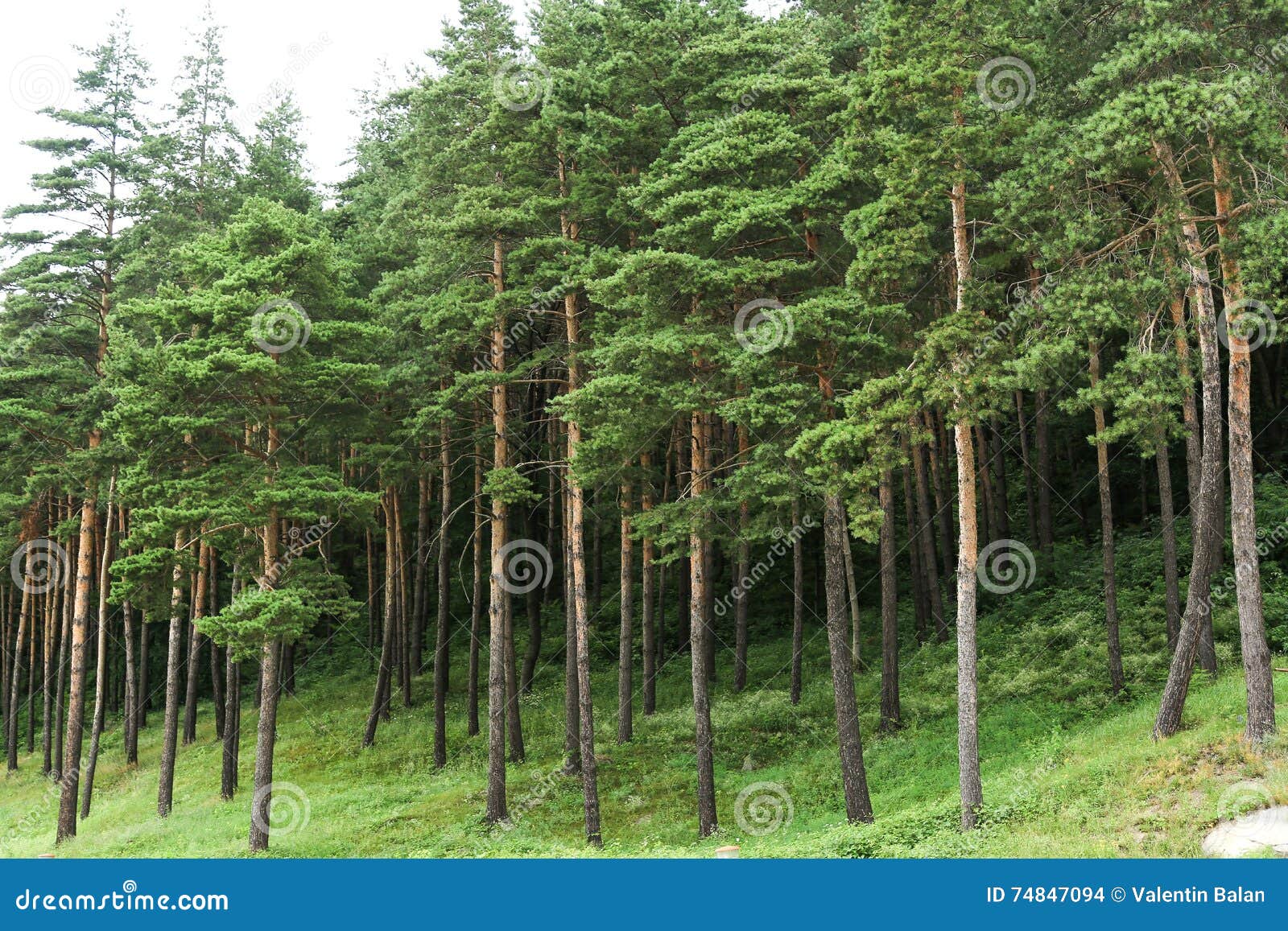Trees in a forest stock photo. Image of thick, trees - 74847094