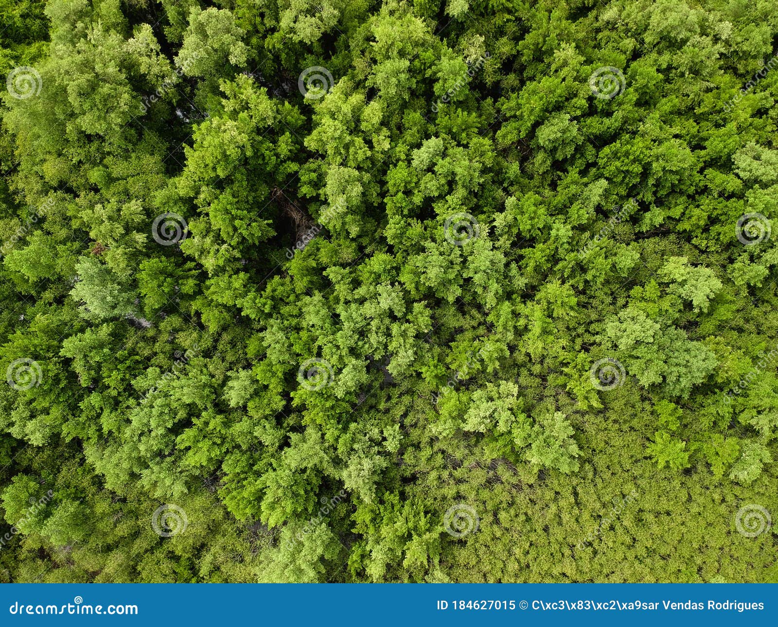 Trees in forest,top down stock image. Image of view - 184627015