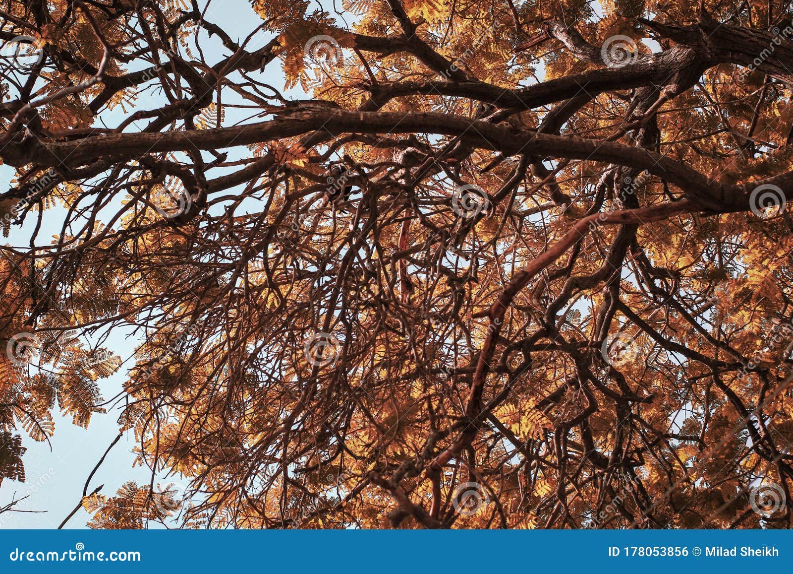 Trees stock photo. Image of autumn, winter, frost, flower - 178053856