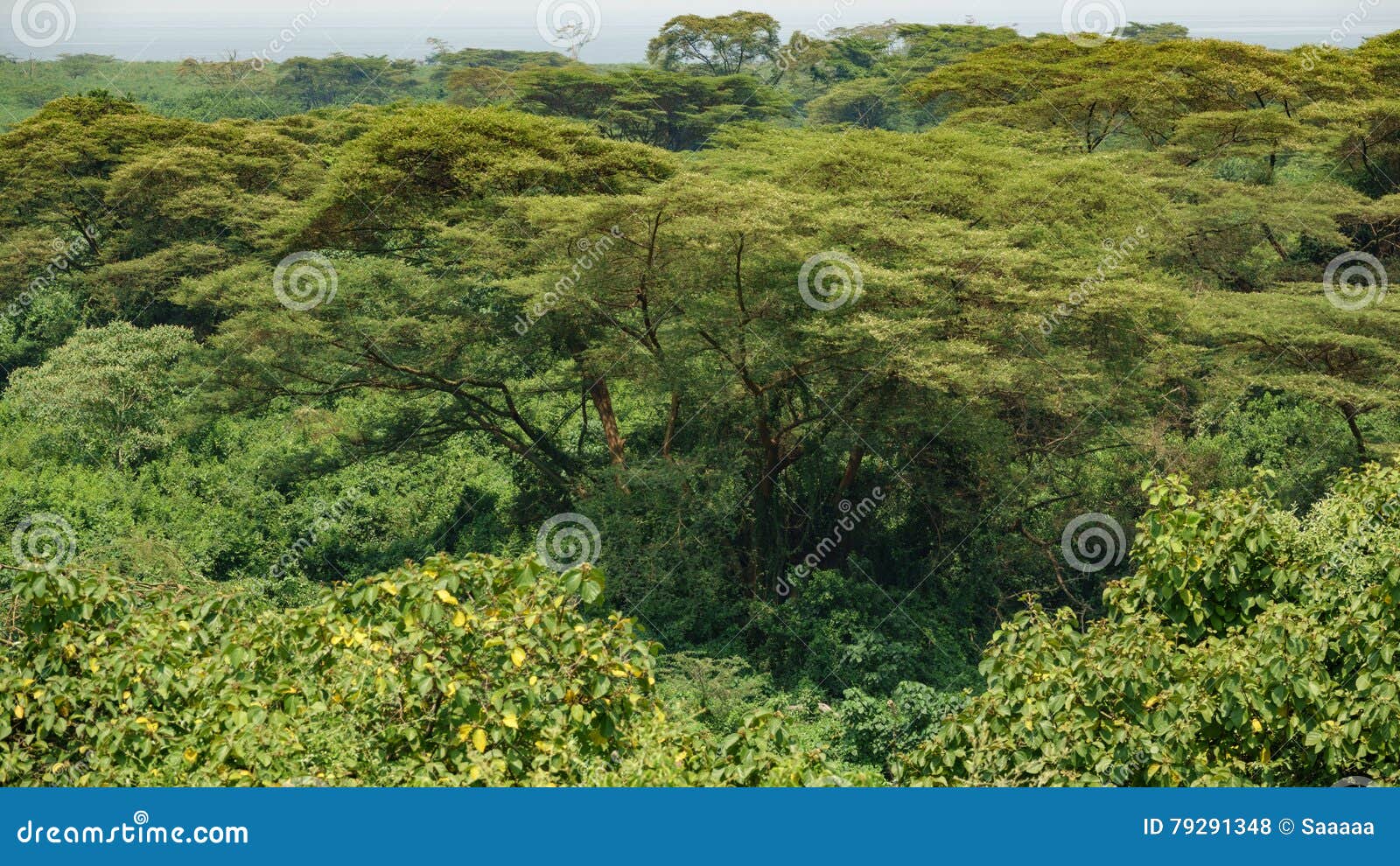 Trees in the Forest of Uganda Stock Photo - Image of trees, vast: 79291348