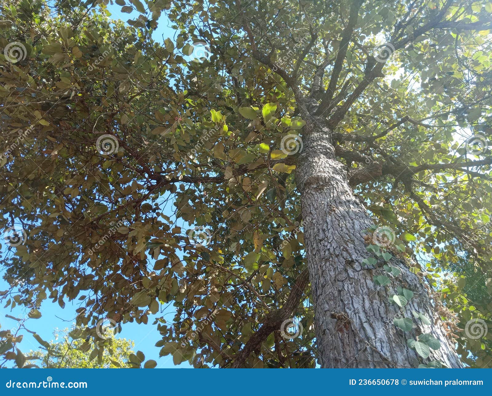 Trees in the Forest, Up Close View Stock Photo - Image of plant, forest ...