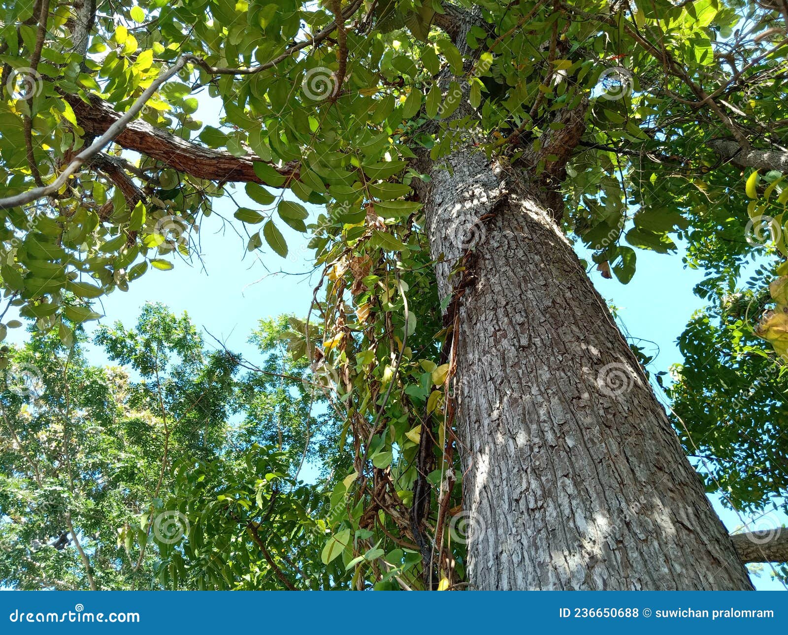 Trees in the Forest, Up Close View Stock Photo - Image of foliage ...
