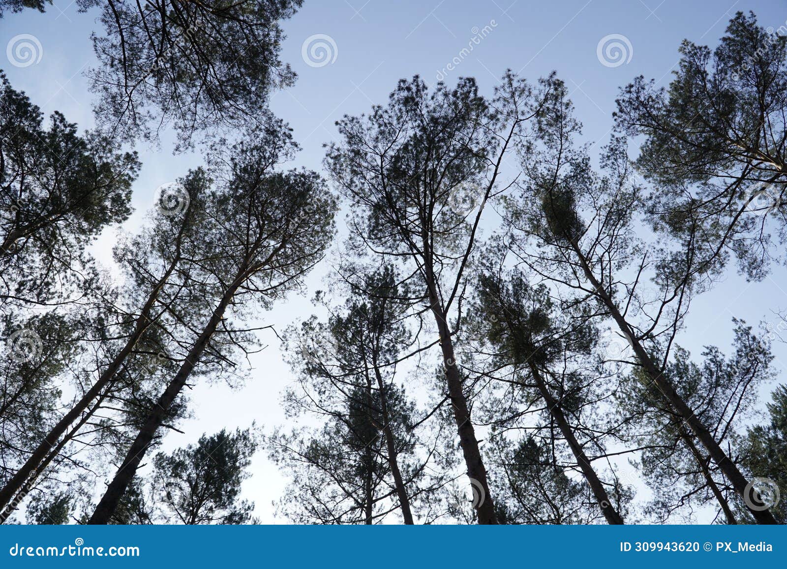 Trees in Forest - View from Below Stock Photo - Image of branch, nature ...