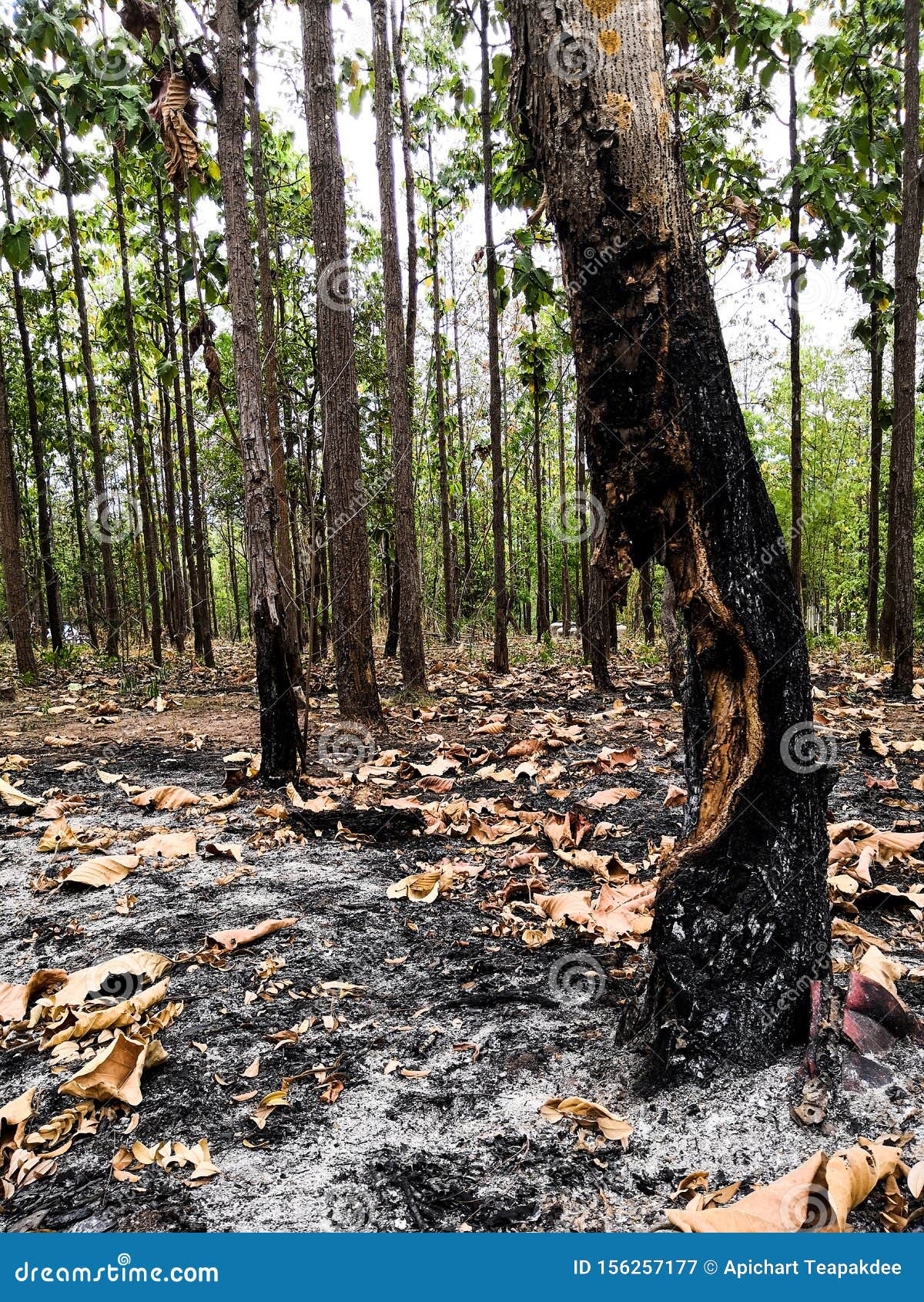 The Trees Were Damaged by Fire Stock Image - Image of ground, nature ...