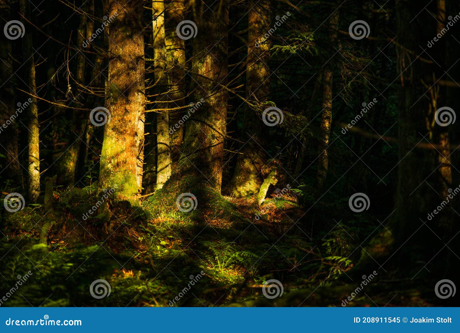 Forest in light and shadow stock image. Image of trunks - 208911545