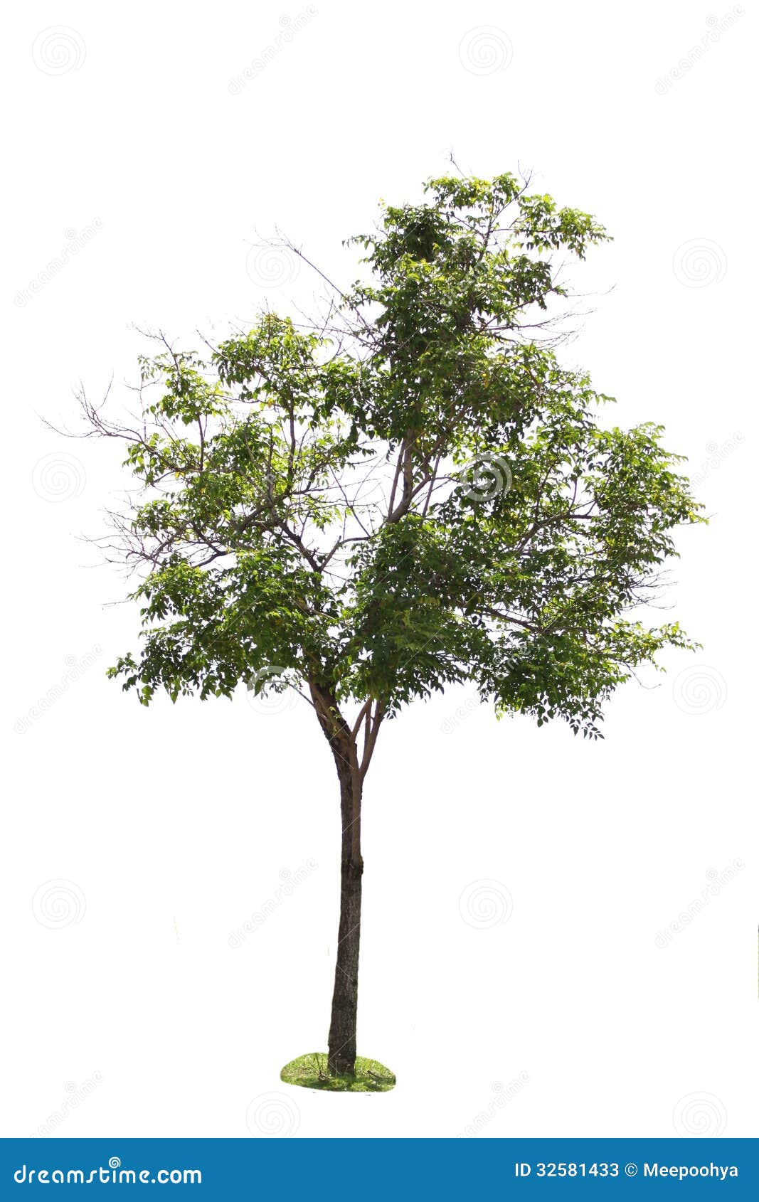 Trees in the forest. stock image. Image of green, plant - 32581433