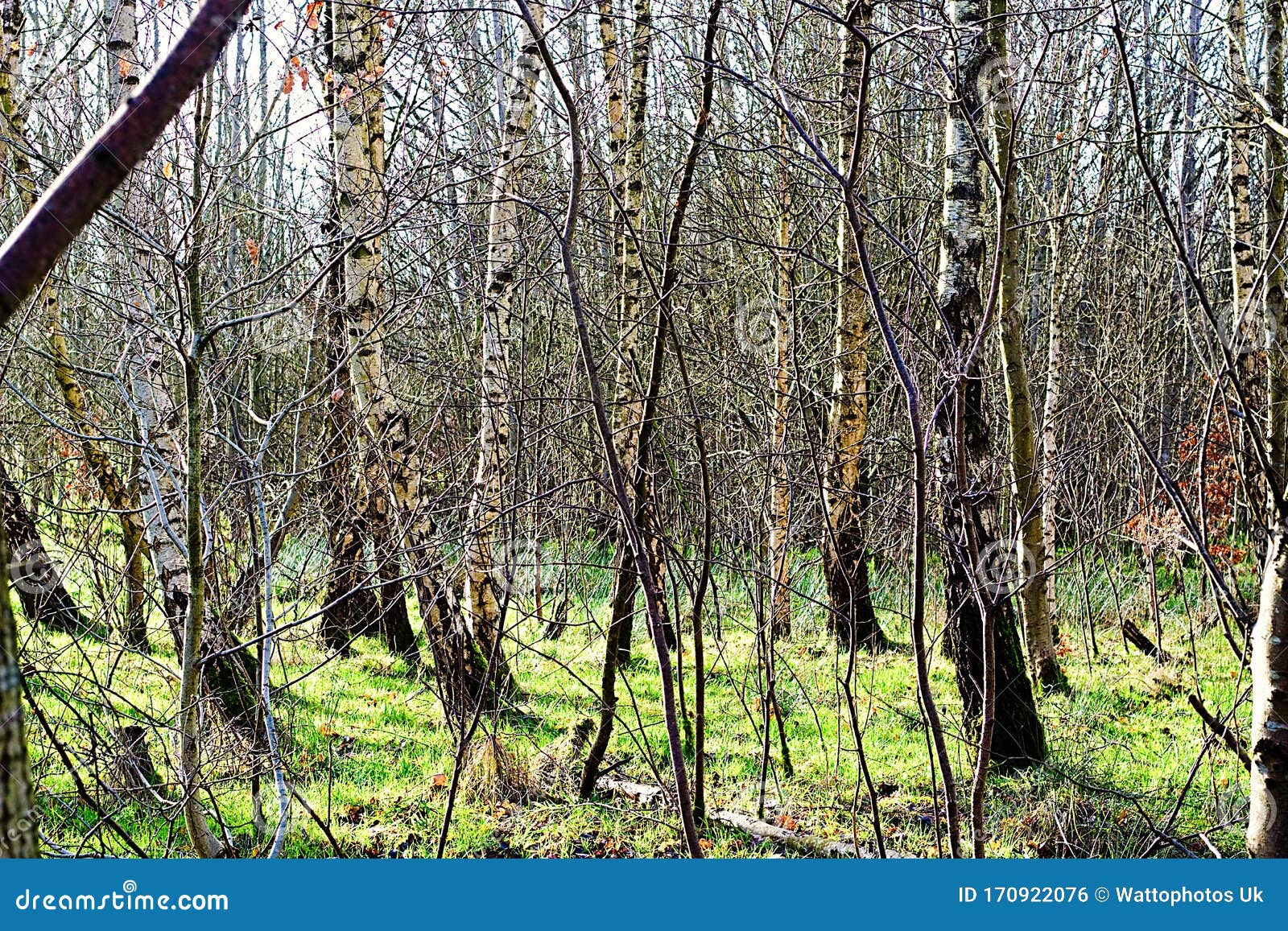 Group of Trees in a Forest Wide View Stock Photo - Image of white, side ...