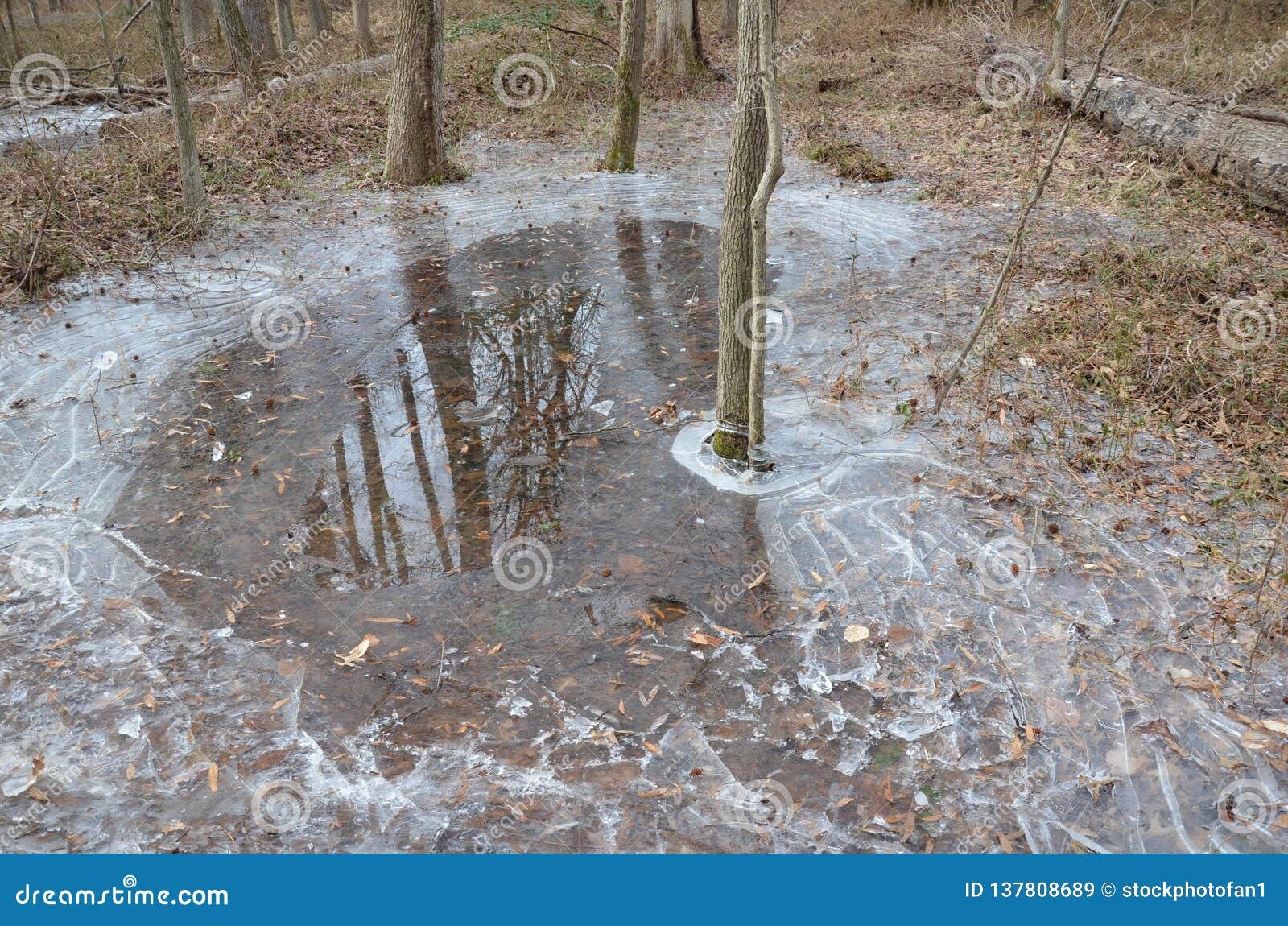 Trees in Forest or Woods with Water and Ice Stock Image - Image of ...