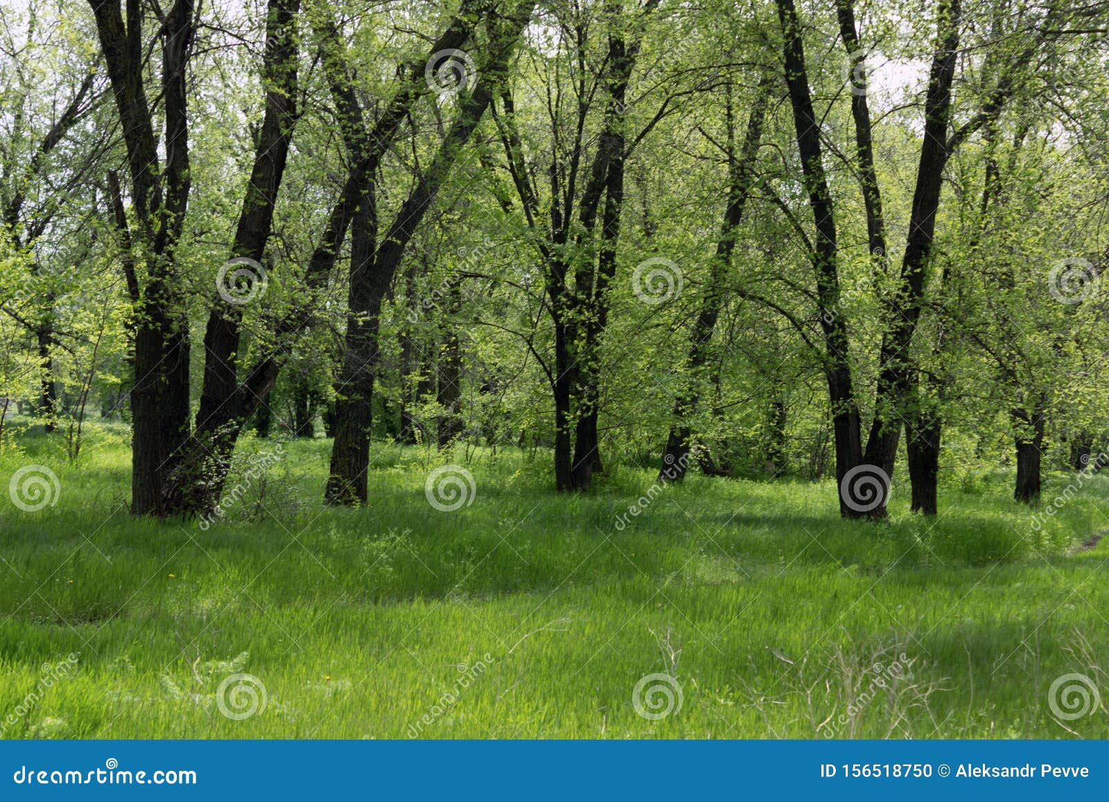 Trees in a Forest with Young Leaves in the Spring Sun Stock Photo ...