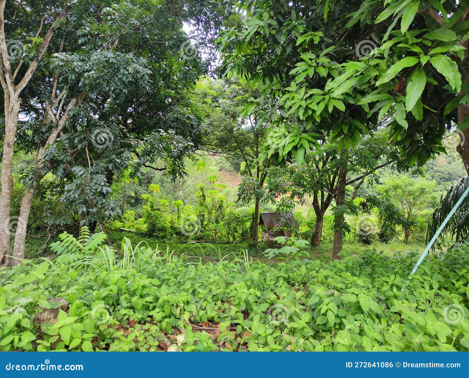 Trees in the Forests of Sumatra, Indonesia Stock Photo - Image of trees ...