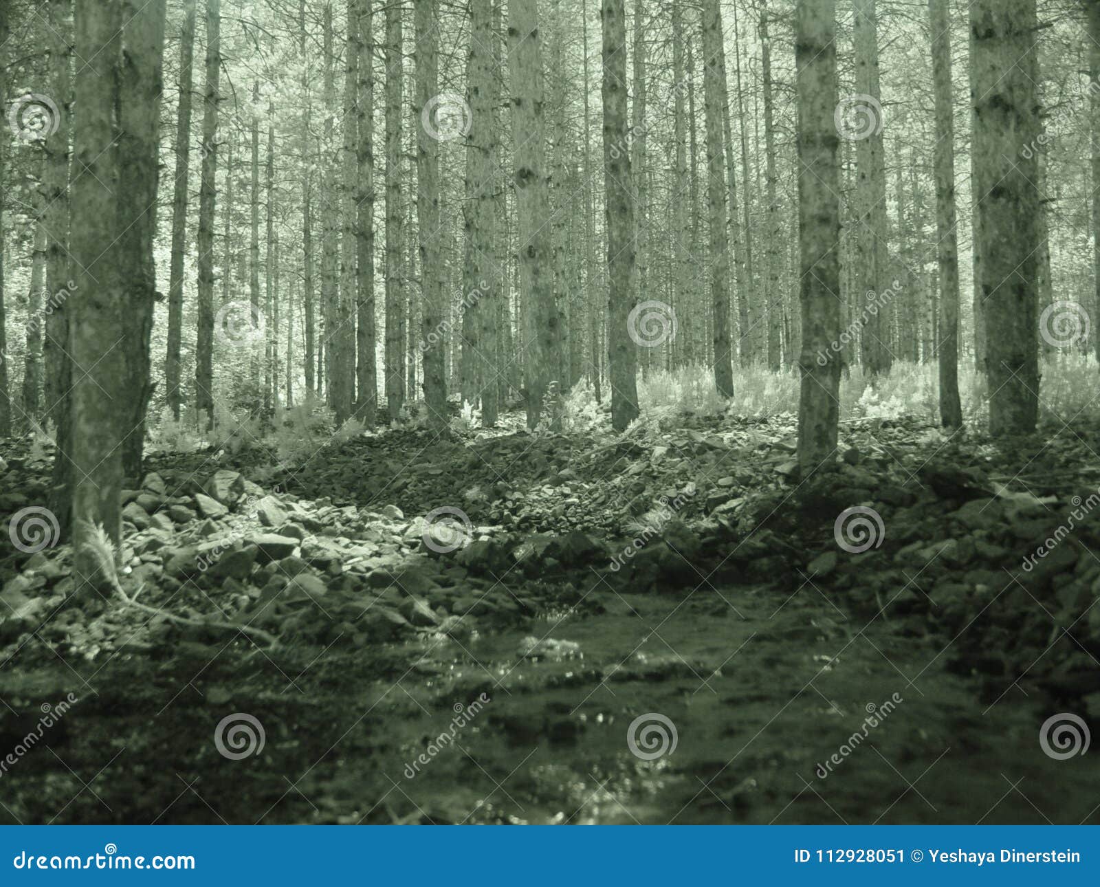 Trees in the Forests of Turkey D.y Stock Image - Image of summer ...