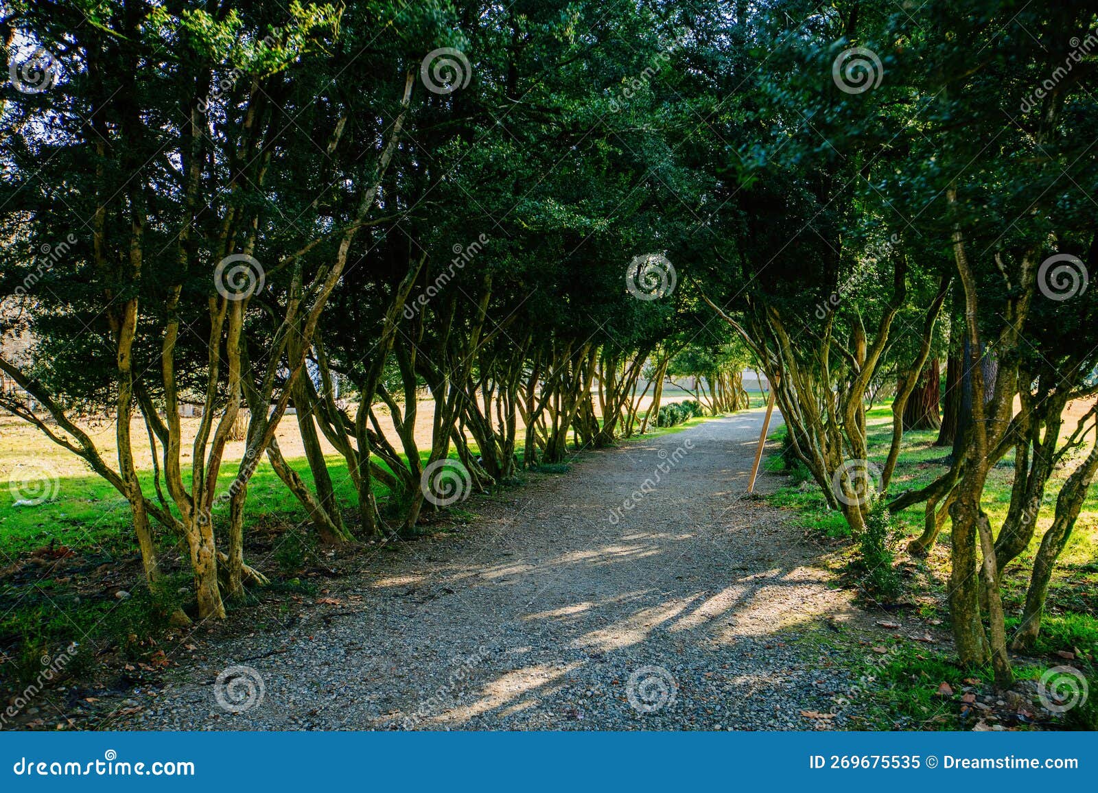 Trees in Form of Arched Green Pathway in the Park Stock Image - Image ...