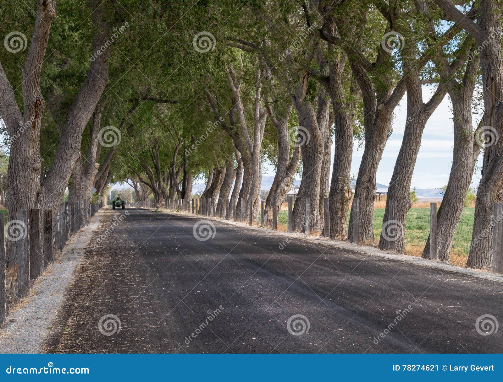 Trees Form a Canopy Over a Road Stock Image - Image of fence, growth ...