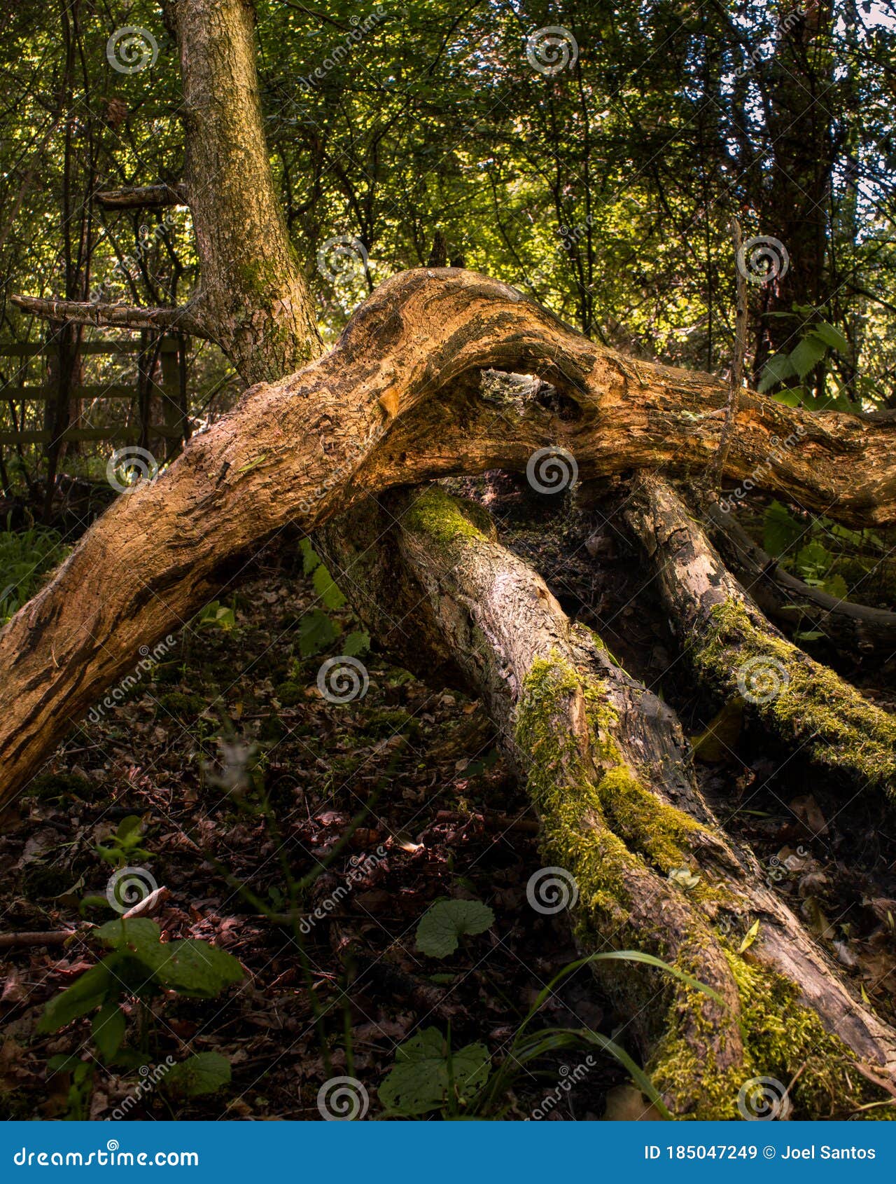 Trees Formation in the Woodland Stock Image - Image of landscape ...