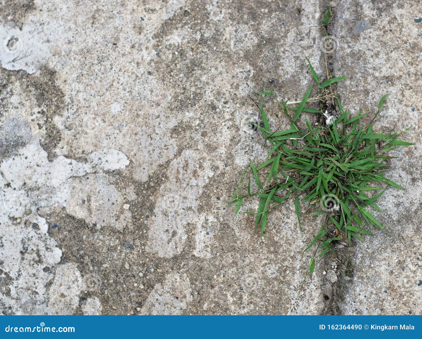 Trees Formed on the Surface Stock Photo - Image of bright, concrete ...