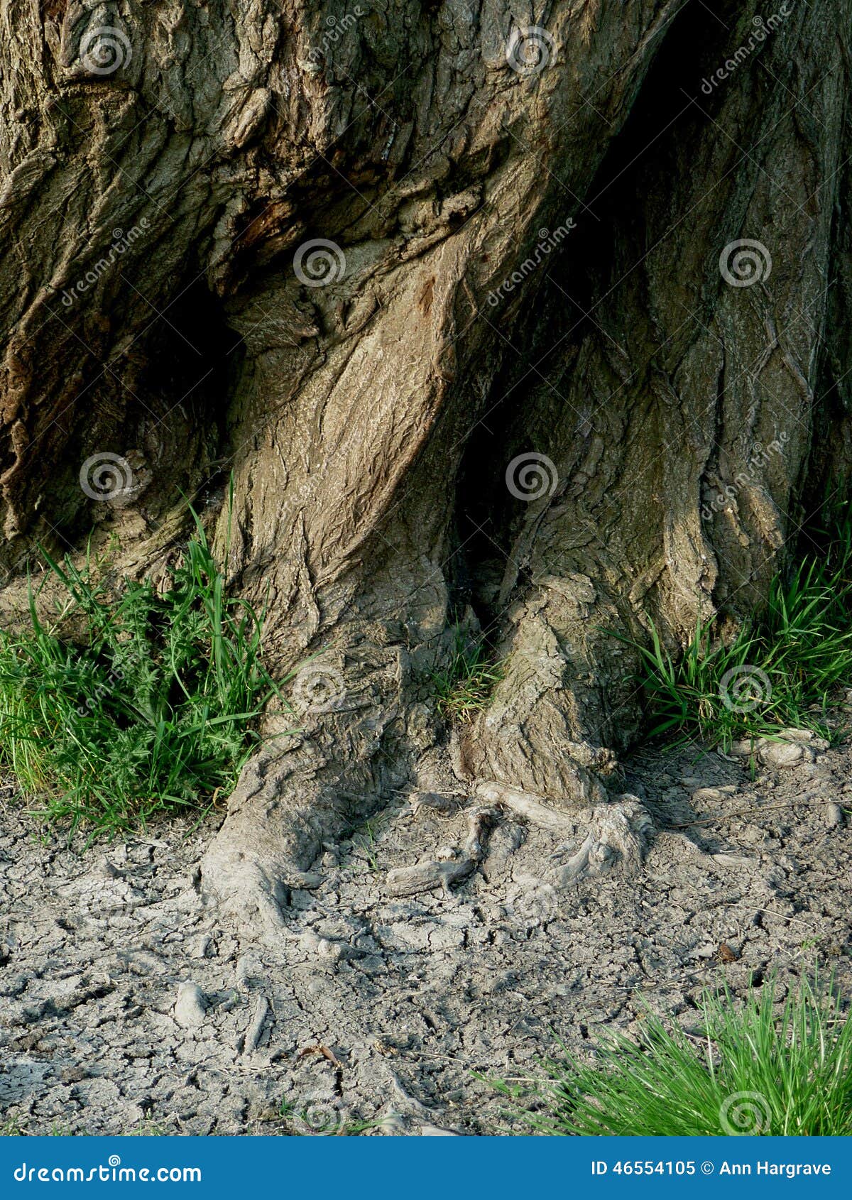 Trees Forming Intersting Abstract Shape(s). Stock Image - Image of form ...
