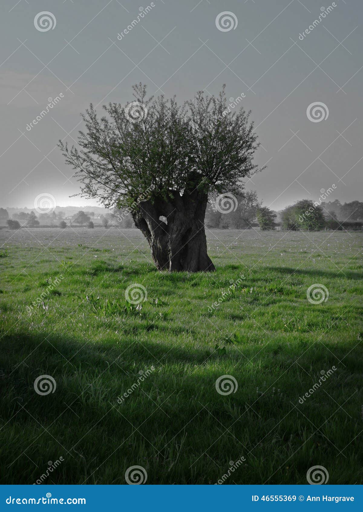 Trees Forming Intersting Abstract Shape(s). Stock Image - Image of ...