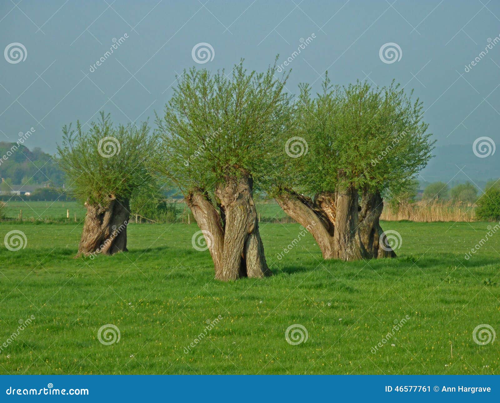 Trees Forming Intersting Abstract Shape(s). Stock Image - Image of ...