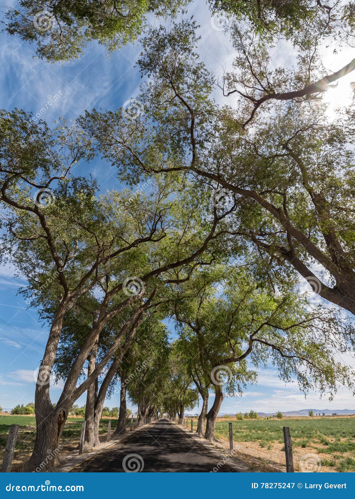 Trees Forming a Roadway Canopy Stock Image - Image of cover, grand ...
